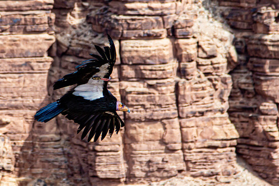 The River - flyfishleesferry.com